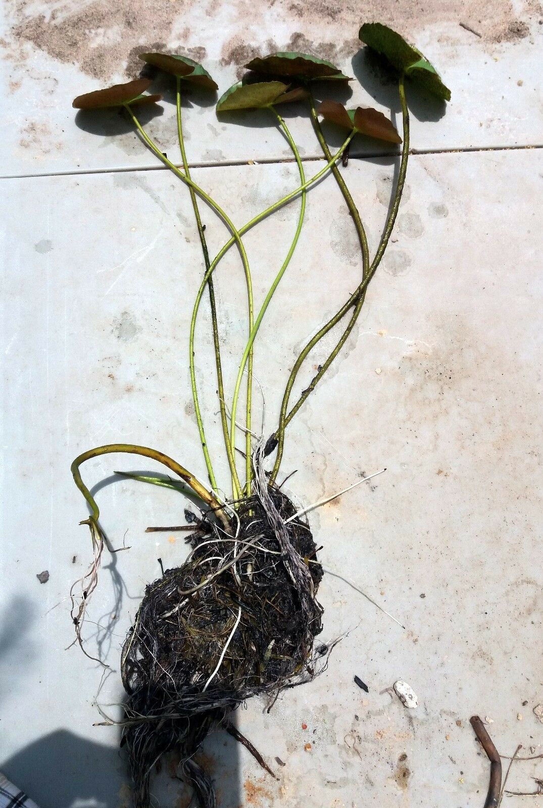 Large Size Pink or Yellow Water Lily Tuber Well Rooted Live Plant ...