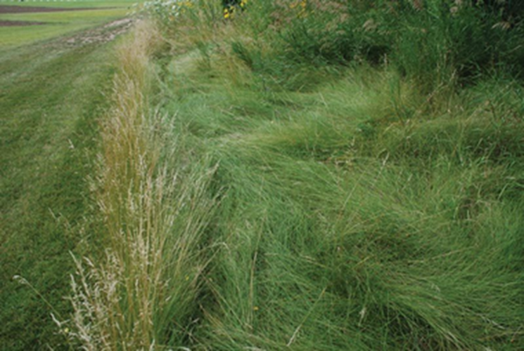No Mow Lawn Grass Seed, Dwarf Fine Fescue Mix, Low Maintenance Lawn ...