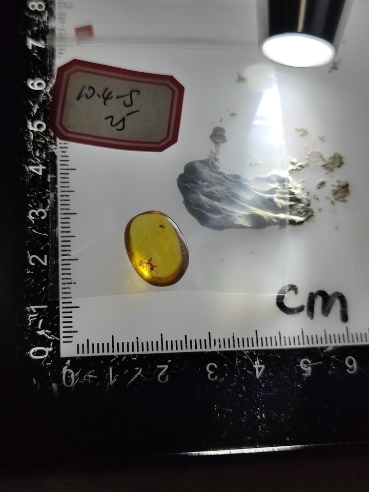 Fossil amber Insect Burmese burmite Cretaceous insect Myanmar | eBay