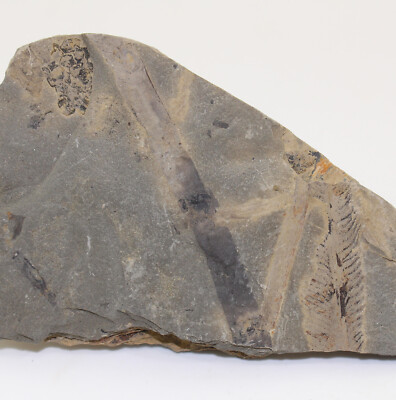 Pflanzen, Equisetites, Danaeopsis, Trias, Keuper, Ilsfeld, Deutschland ...