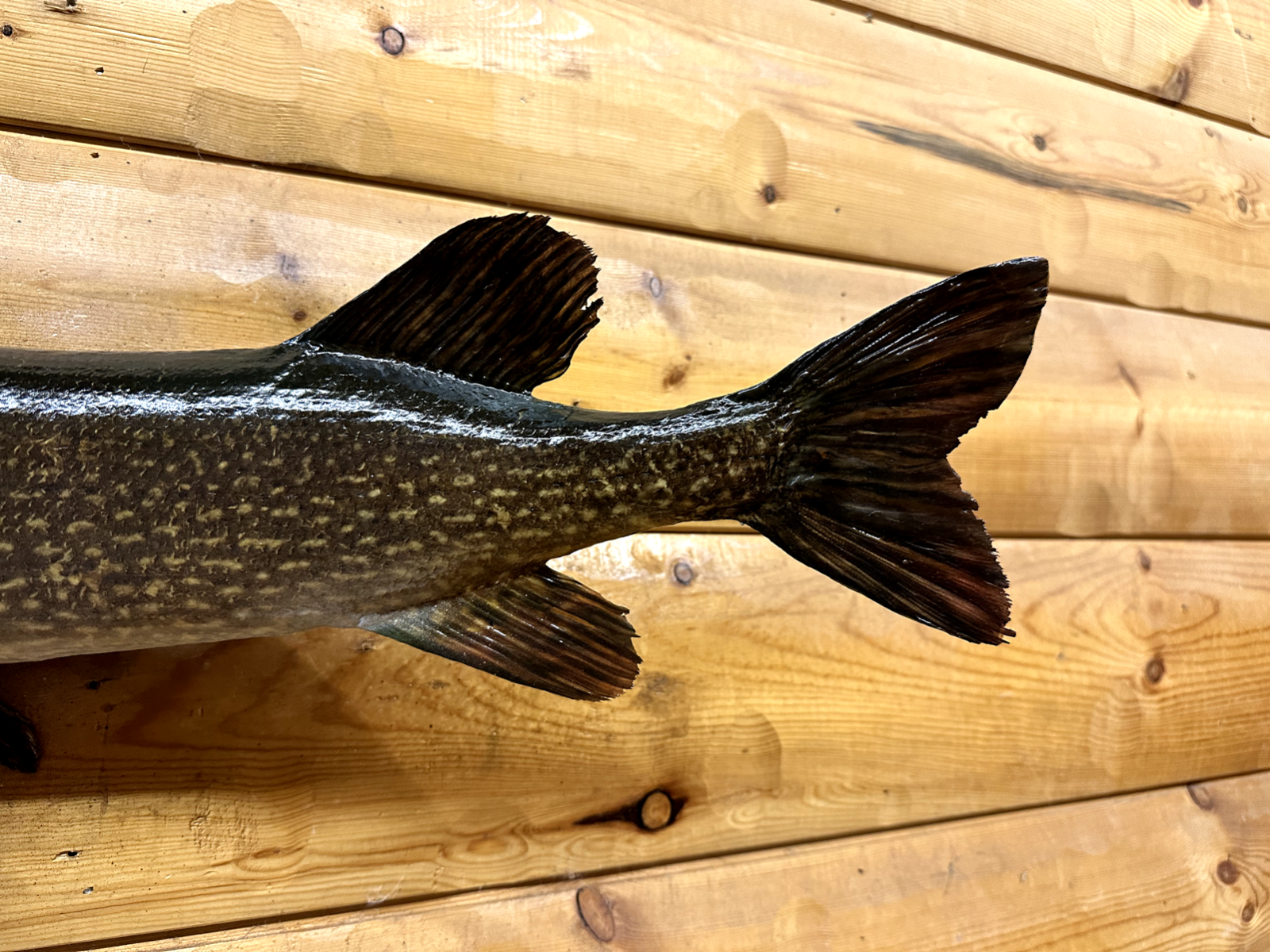 Real Skin Mount Northern Pike Musky Walleye Bass Perch Fish Taxidermy ...