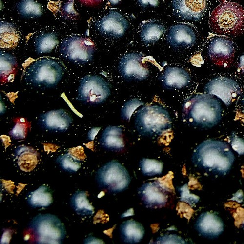 10 'Wildfire' Black Tupelo Tree Seeds (Nyssa sylvatica) MEDICINAL ...