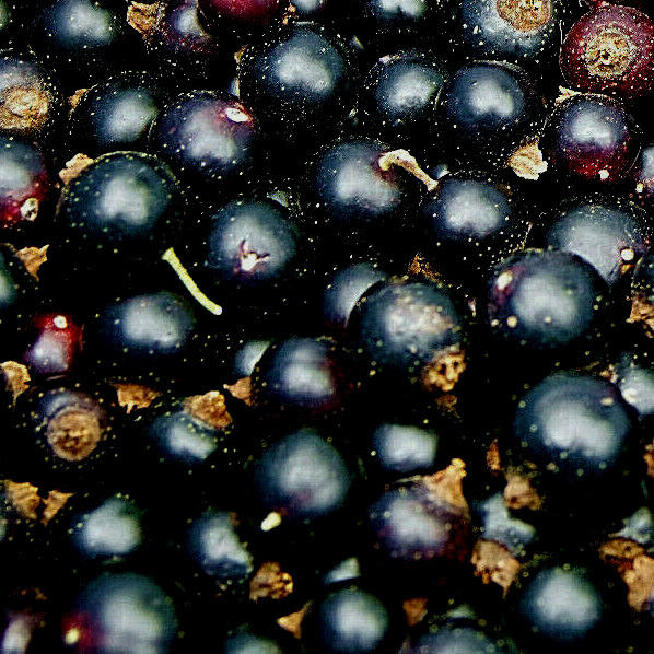 10 'Wildfire' Black Tupelo Tree Seeds (Nyssa sylvatica) MEDICINAL ...