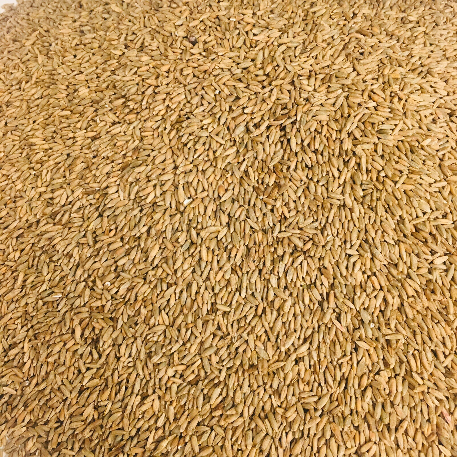 Rye Seed Whole Grain Kernels | eBay