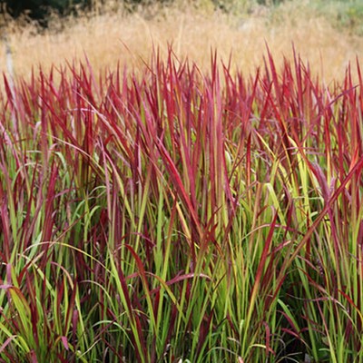 Imperata Red Baron Cogon Grass Deciduous Shrub Hardy Outdoor Garden ...