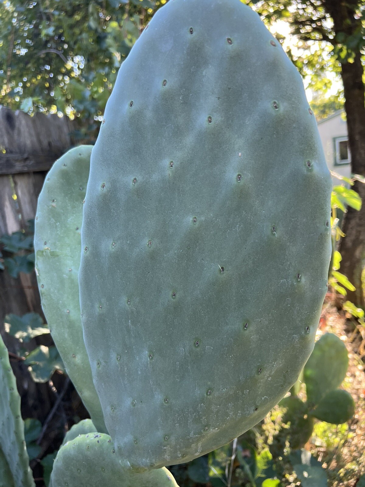 RARE CACTUS - Luther Burbank’s Thornless Optunia Prickly Pear - - One ...
