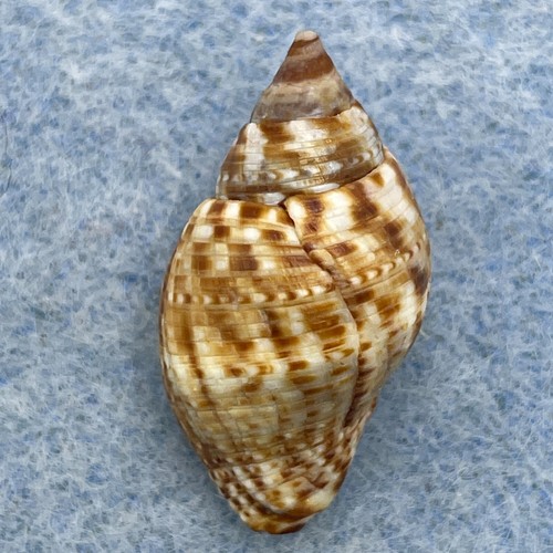 #3 Pisania striata 23mm F++ Cala del Carbon, Cadiz, Spain, Live Taken ...