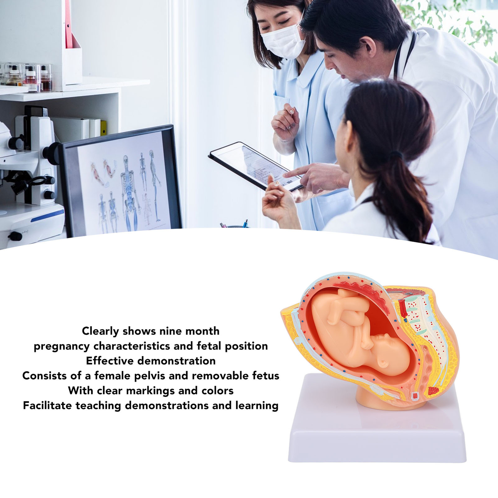 Pregnant Womantomical Pelvis Model Removable Pregnancy 9 Months Baby ...