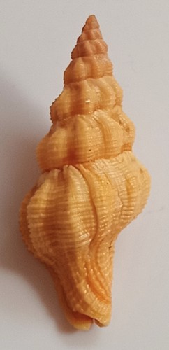 Sea shell Latirus constrictus 56mm, gem, nice colored body, perfect | eBay