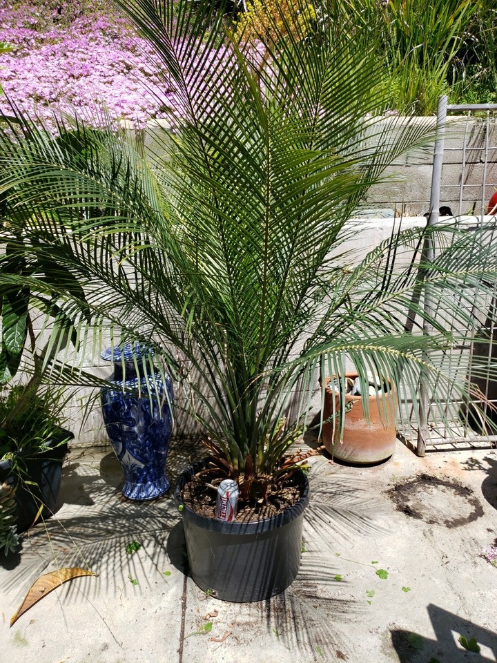 Rare Macrosamia Cycad Live Plant Sago Palm Tree over 20 yrs old Huge ...