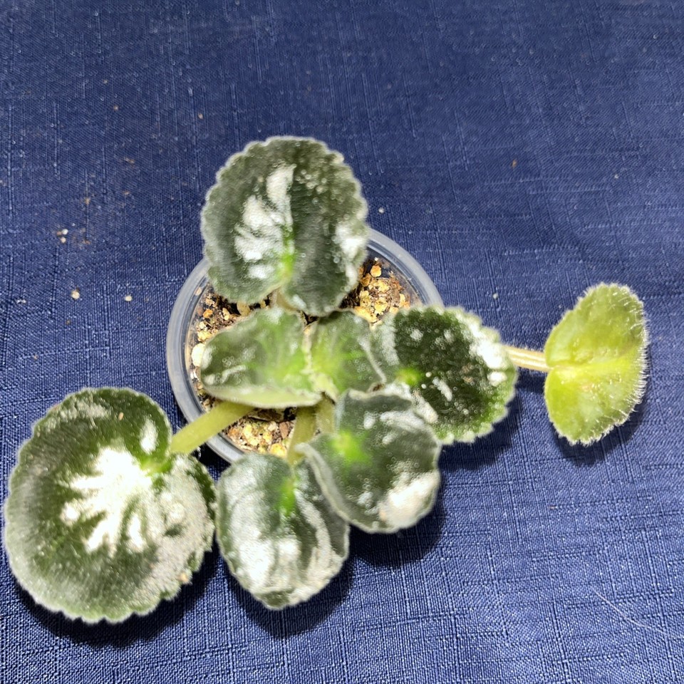 African Violet Starter Plant Zar Pitca | eBay