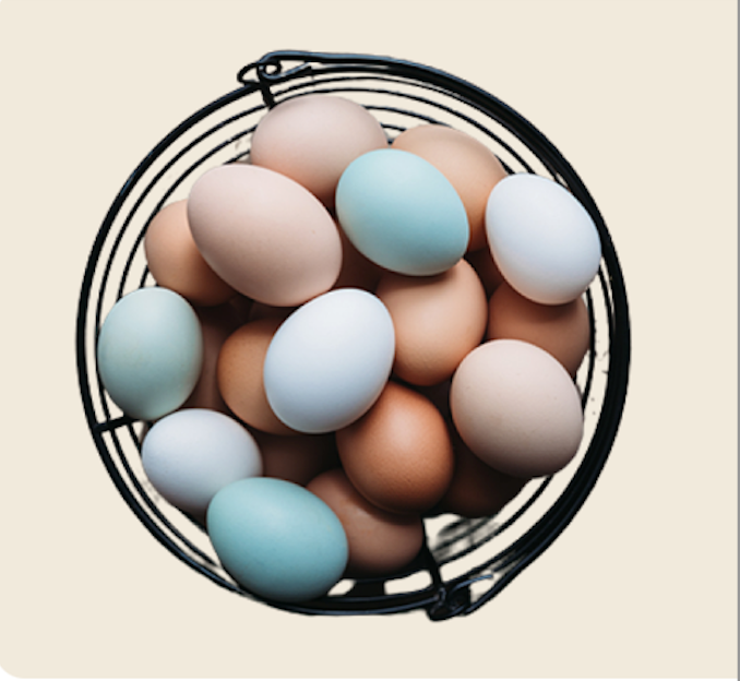 10 (TEN) FERTILE PEAFOWL BARNYARD MIX HATCHING EGGS FREE RANGE PEACOCK ...