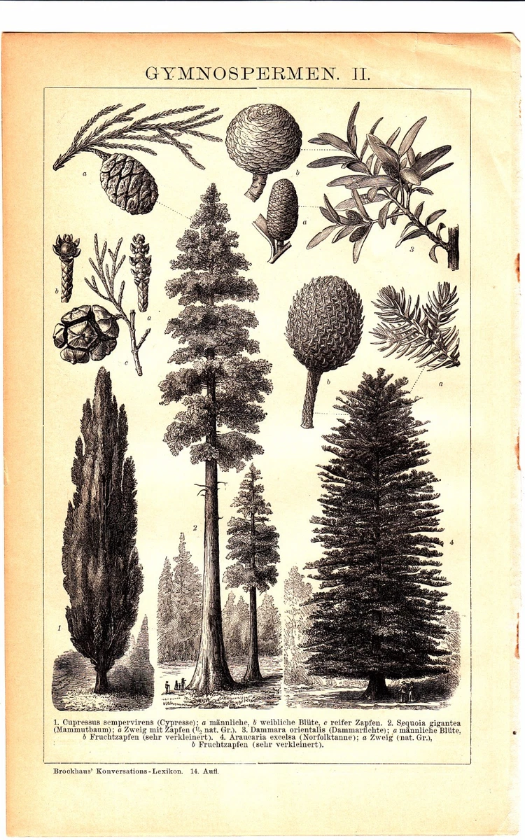 Gymnosperms Drawing