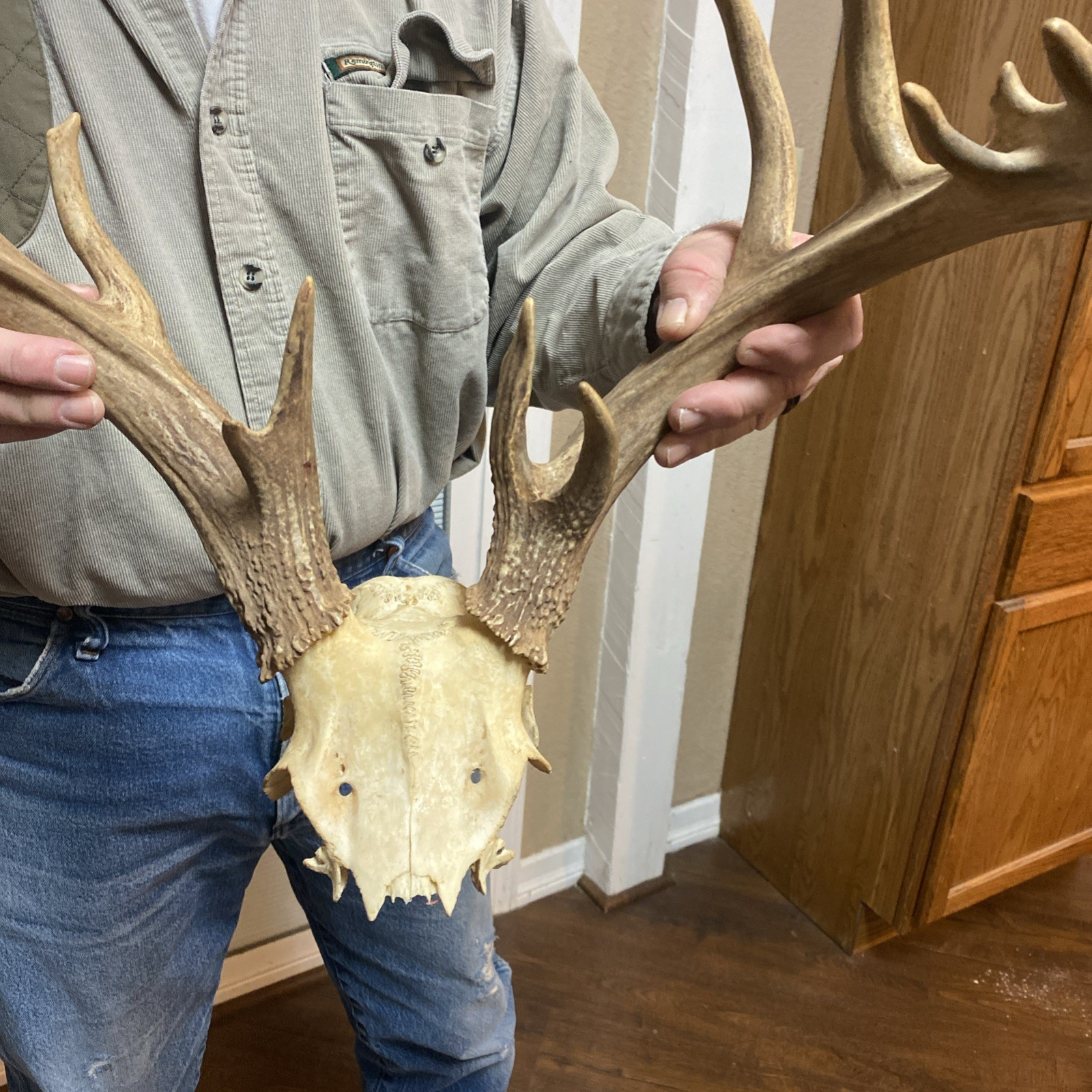 137” freak, unique, unusual, rack Wild Whitetail Deer Antler shed | eBay
