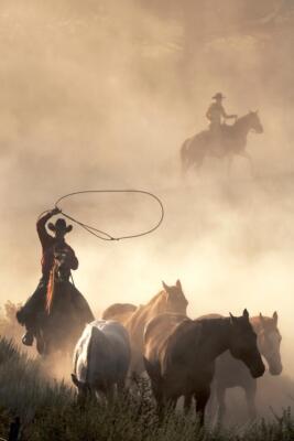 Cowboys Wrangling Wild Horses Western Lasso Ranch Farm Animal Photo ...