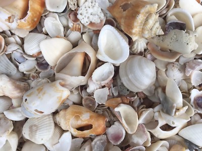 Crushed Broken Sea Shells Florida 3.5 LB Washed With Tap Water No ...