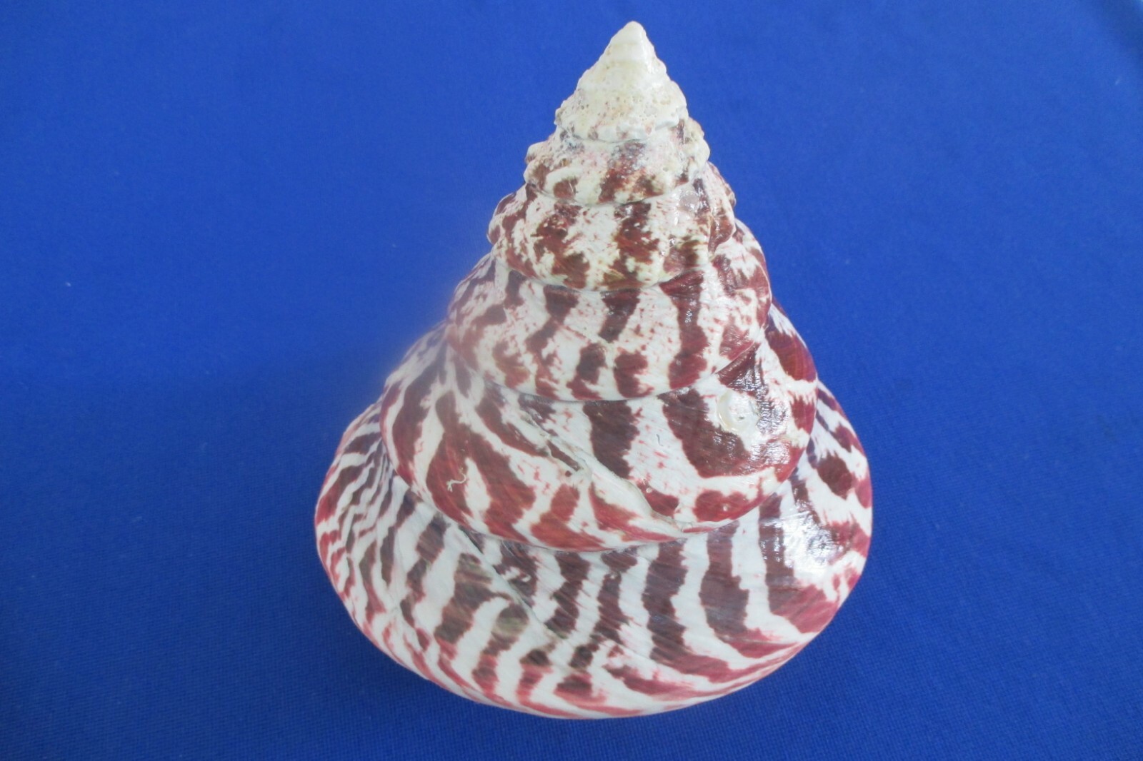 HUGE Tectus niloticus-Trochus Seashell,140mm length(5.5inch) Nice ...