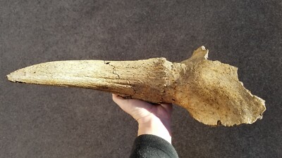Large fossil Bison horn core from Nebraska, possibly from Bison ...