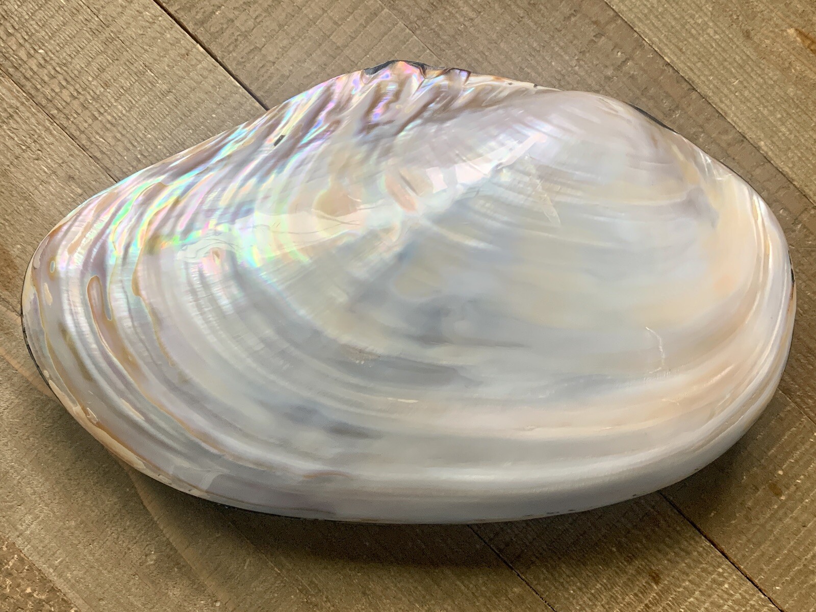 Pearl Clam Shell