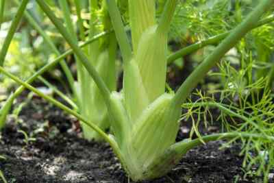 Florence Fennel Seeds, Anise Aroma, Finnochio, NON-GMO, FREE SHIPPING ...