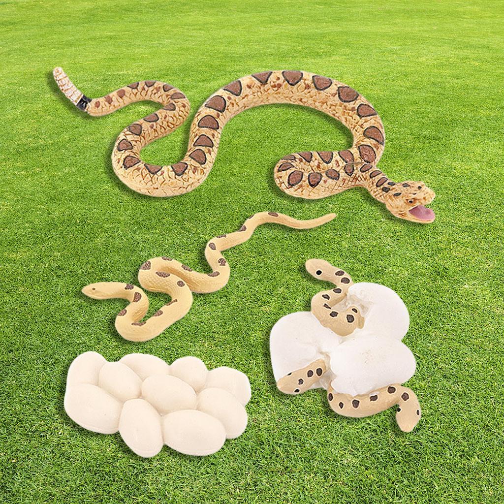 Snake Life Cycle Life Cycle Of Snake Objects Childrens House