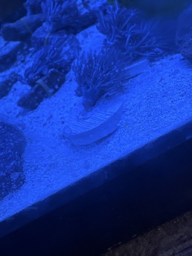 Home Bred Xenia Corals | eBay