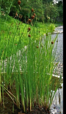 Dwarf bulrush typha minima Pond Marginal Bog Plant water plant British ...