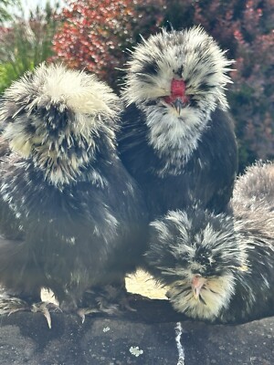 Hens ChoiceMottled, Paint, Black,White, Partridge, Buff Or Frizzle ...