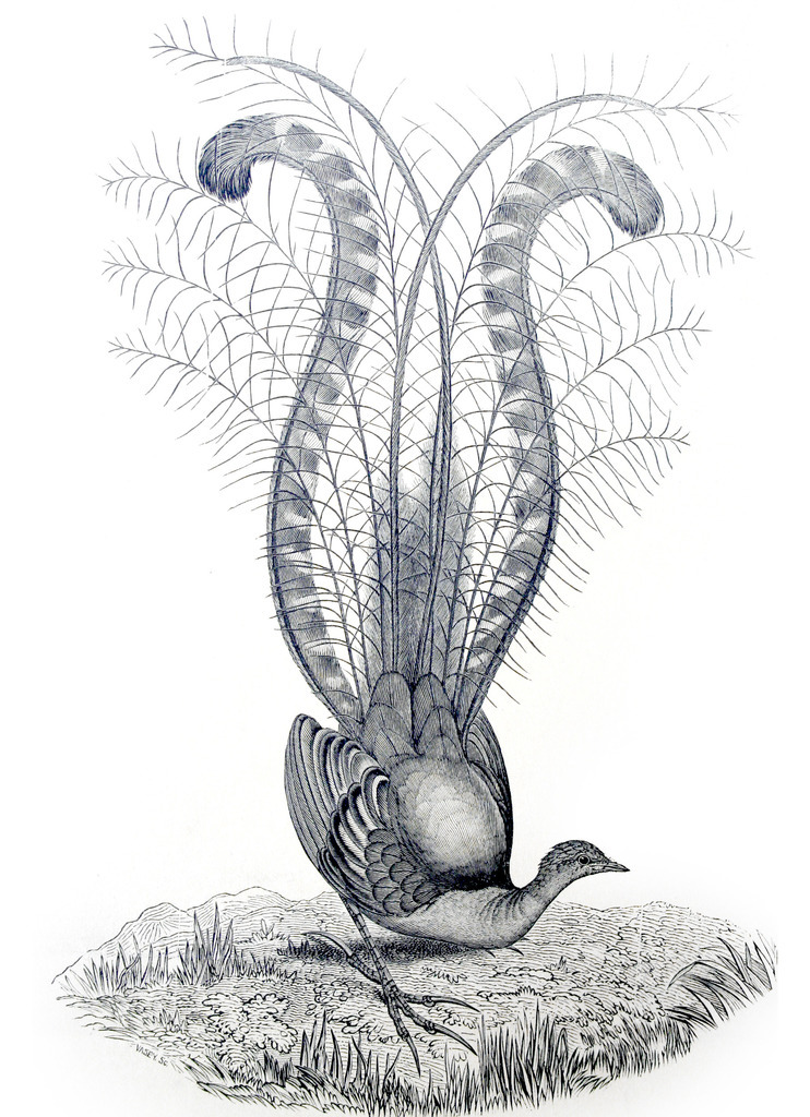 Lyrebird Drawing