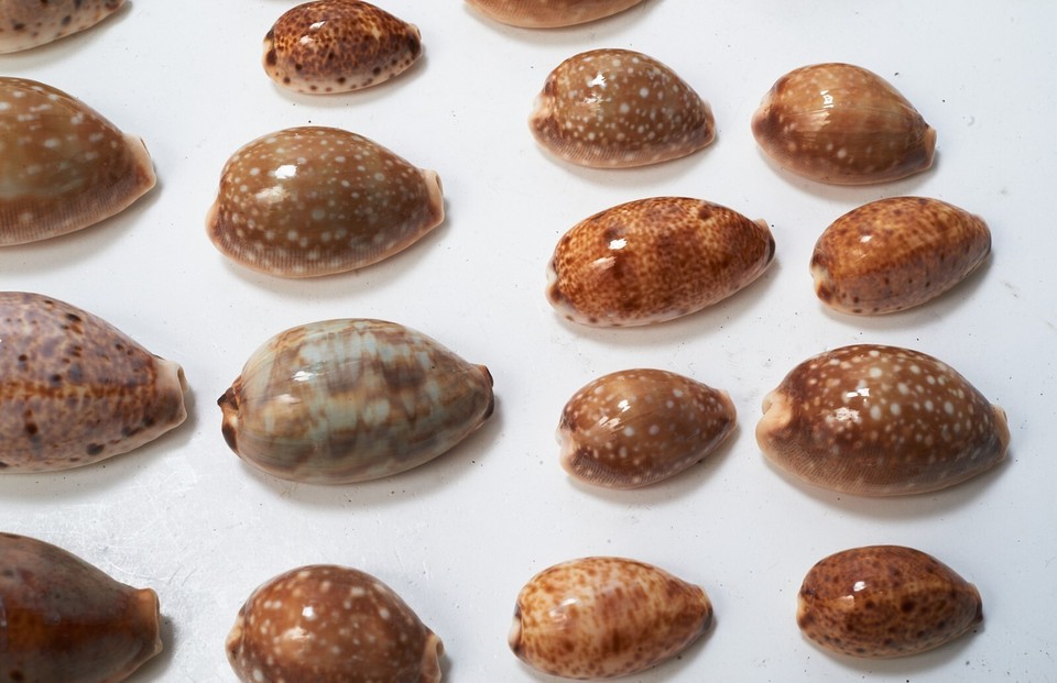 Lot 38 Vintage Cowrie Sea Shell Medium Small Heritage from Collector ...