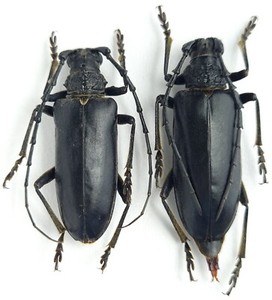 Mesolethrus | eBay Stores