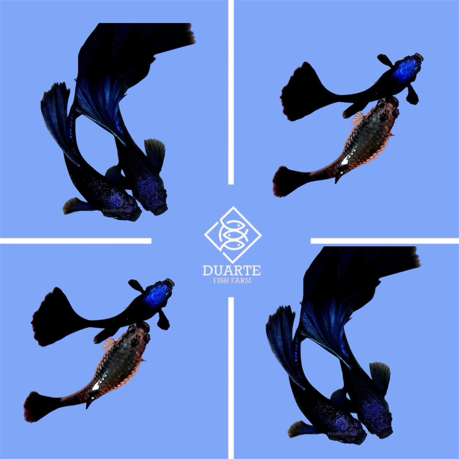 1 Female - Blue Koi Tarzan -Live Aquarium Guppy Fish High Quality | eBay