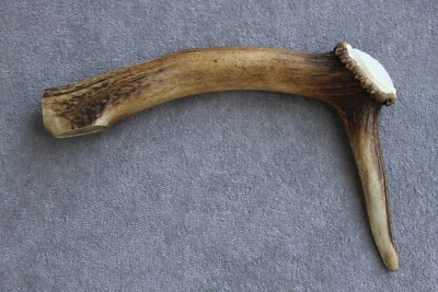 NATURALLY SHED RED DEER ANTLER SECTION WITH BURR / CROWN / FOR A CANE ...