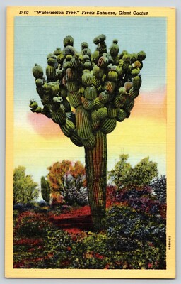 Postcard Watermelon Tree - Freak Sahuaro Giant Cactus in Desert | eBay
