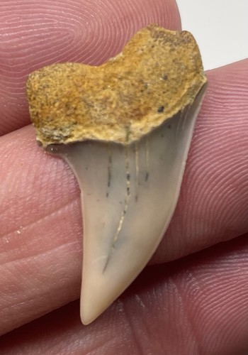 Orange Mako Shark Tooth Fossil 12 MYO Bakersfield California | eBay