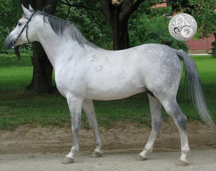 Light Gray Horse