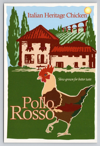 Italian Heritage Chicken Pollo Rosso Advertisement Postcard Printed on ...