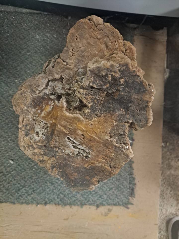 Huge Rare Petrified Wood Trunk Bark Fossil | eBay