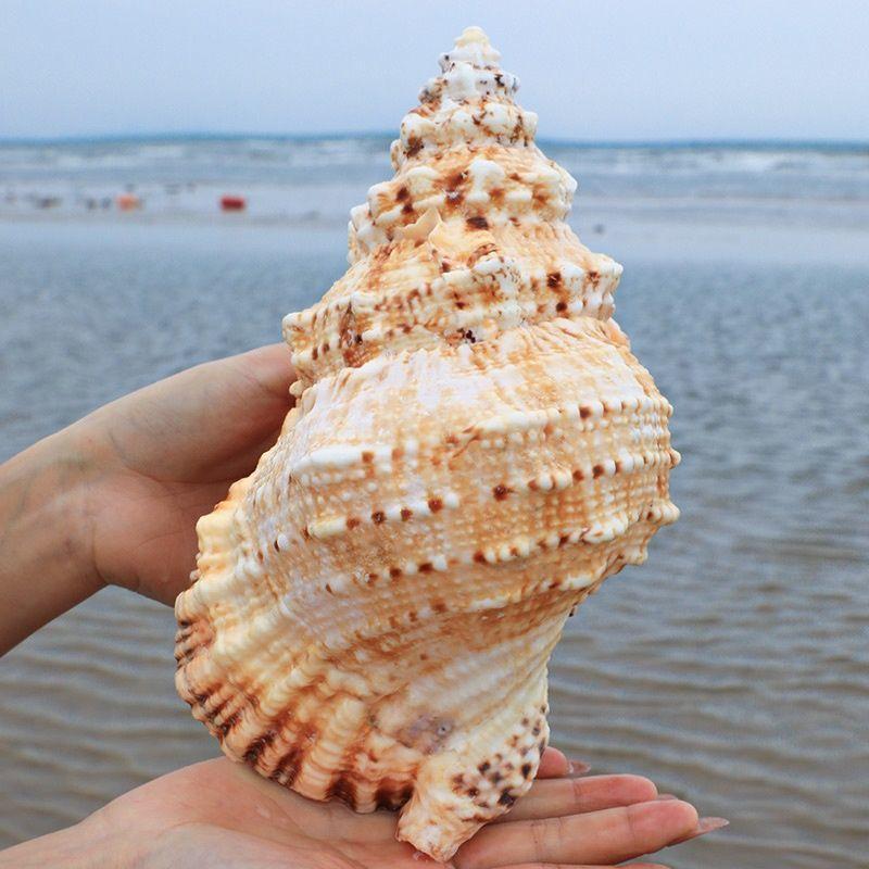 Natural Tutufa Rubeta Conch Shells Coral Sea Snail Fish Tank Home Decor ...