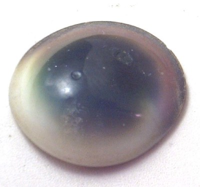 Antique Vintage Medium Operculum Shell Stone for Repair Design ...