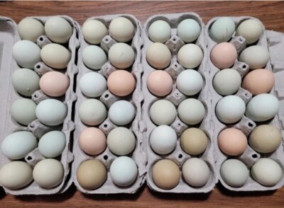 Poultry - Ameraucana Eggs