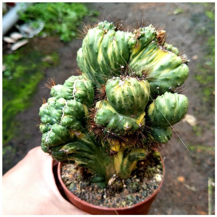 12CM Succulent Cactus Plant Cereus Menst Variegated Cactaceae Home ...