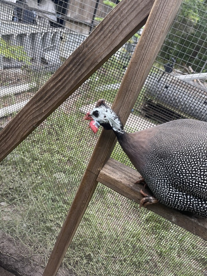 10 ++ Assorted Guinea fowl hatching eggs | eBay