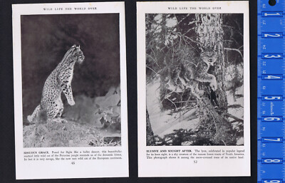 Peruvian Leopard (Otorongo) & Lynx in Snow -1947 Wildlife Prints | eBay