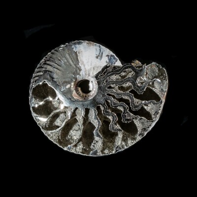 20g Pyritized Ammonite metallic shell fossil 44x38mm from Volga river ...