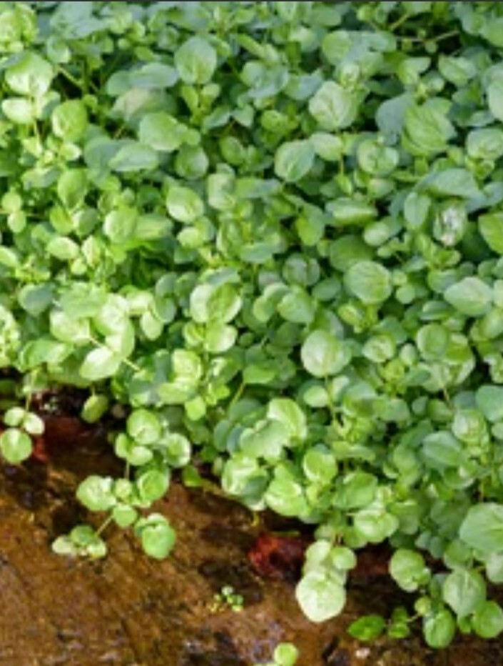 Pond plant WATERCRESS 7 plants Nasturtium aquaticum oxygenating pond ...