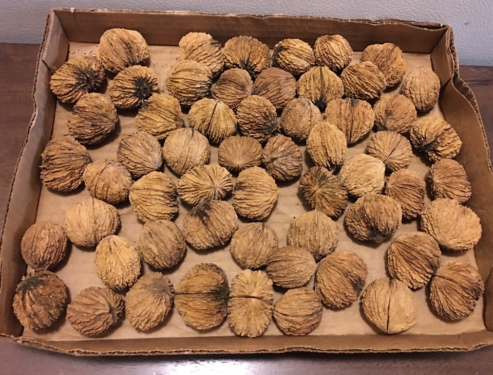 Black Walnuts Hulled and Still in Shell FRESH 2021 Raw Organic Whole ...
