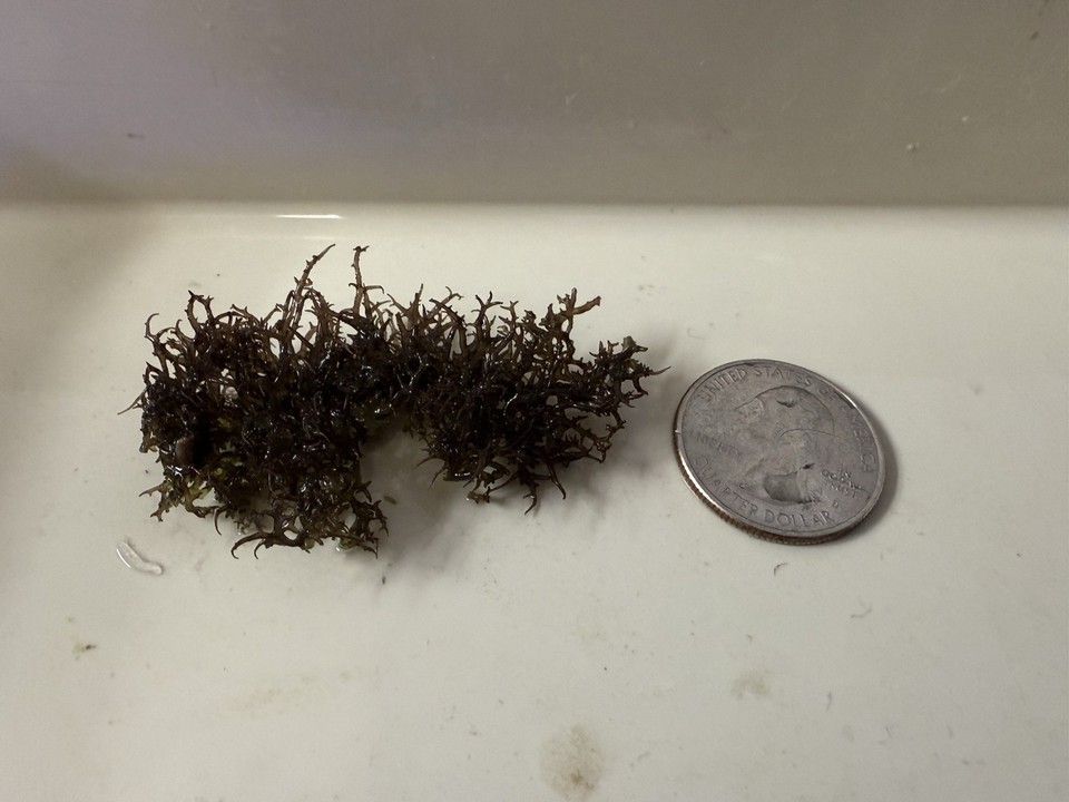 Blue Hypnea Macro Algae Saltwater Marine Refugium Reef Tank Plant | eBay