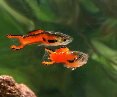 12x Red Magenta Endlers, Live Fish. Healthy Active & Strikingly ...