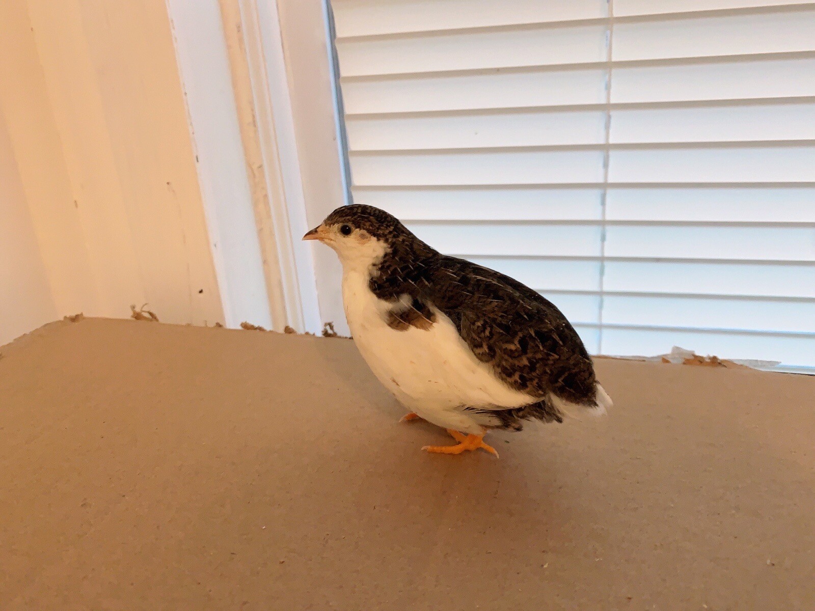 12+ hand raised Button Quail Hatching Eggs NPIP & AI a high ...